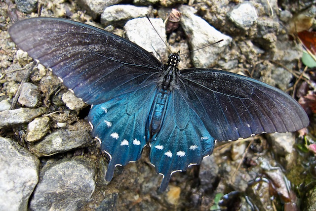 butterfly | Michael Mamas